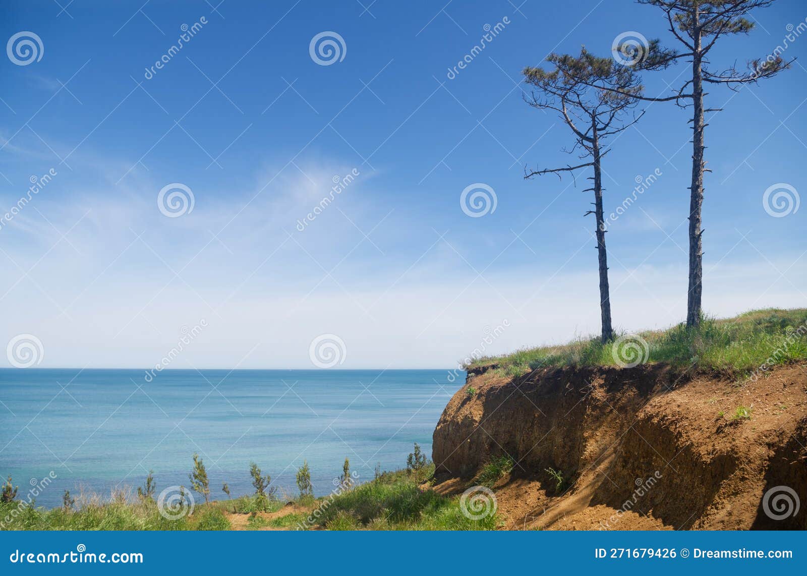 Pine trees by the sea stock photo. Image of travel, pine - 271679426