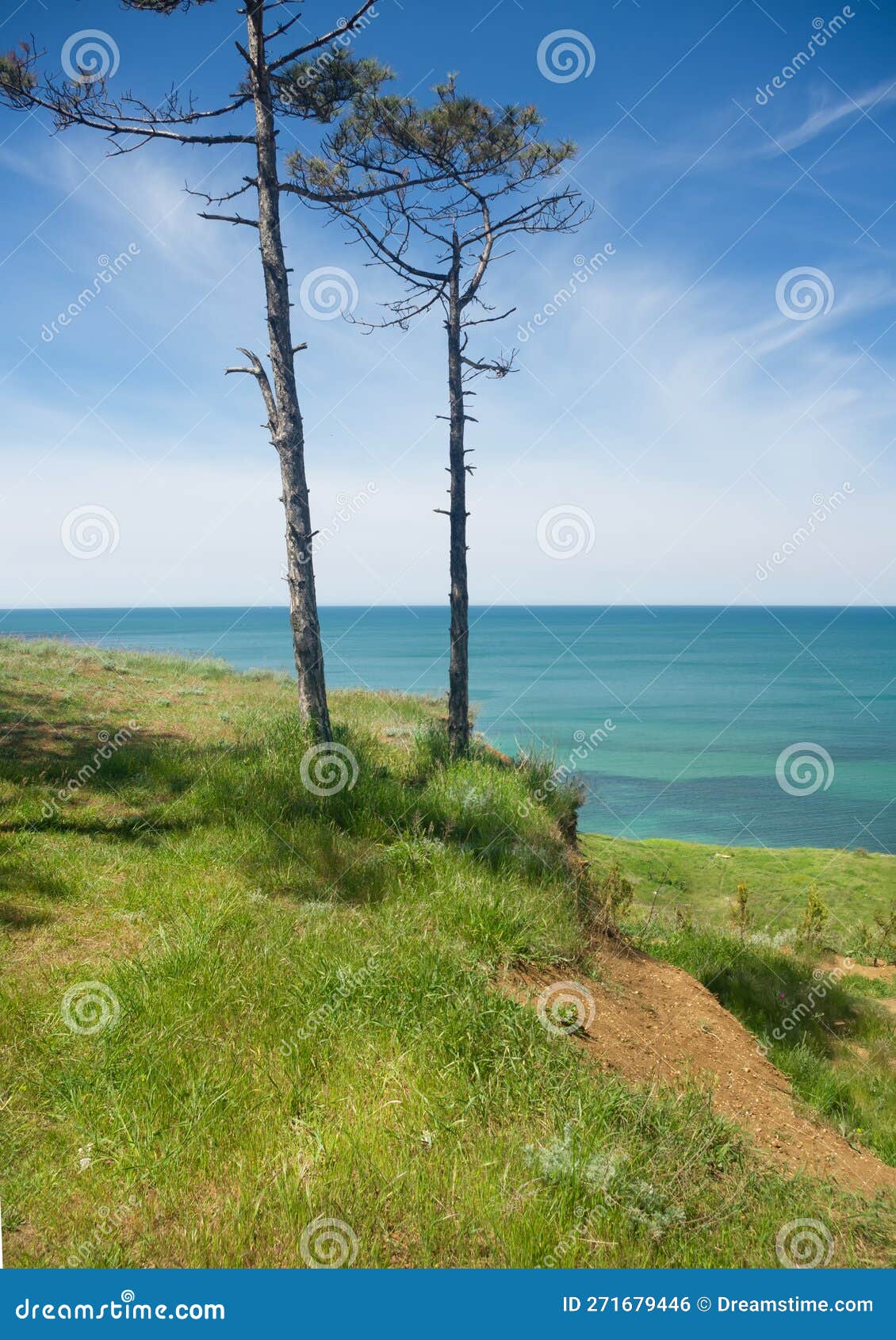 Pine trees by the sea stock photo. Image of plant, horizon - 271679446
