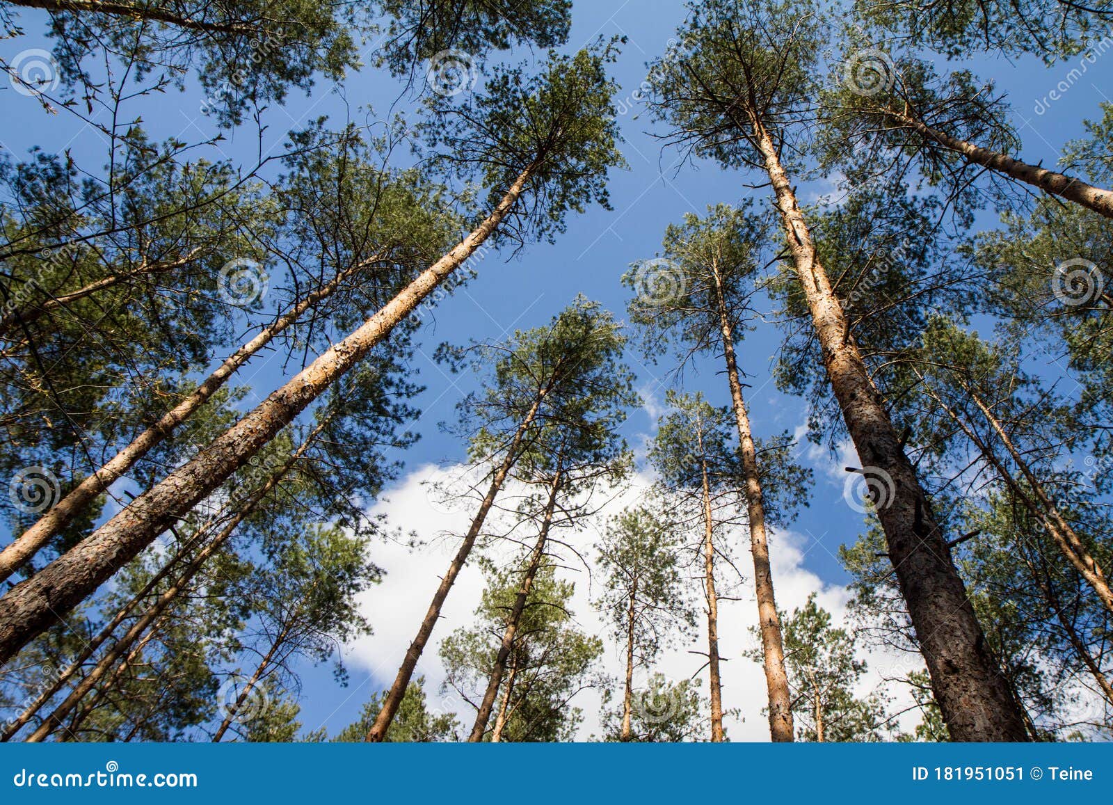 Pine trees seen upwards stock image. Image of natural - 181951051