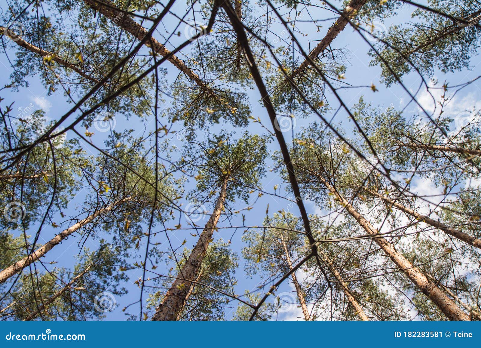 Pine trees seen upwards stock image. Image of forest - 182283581