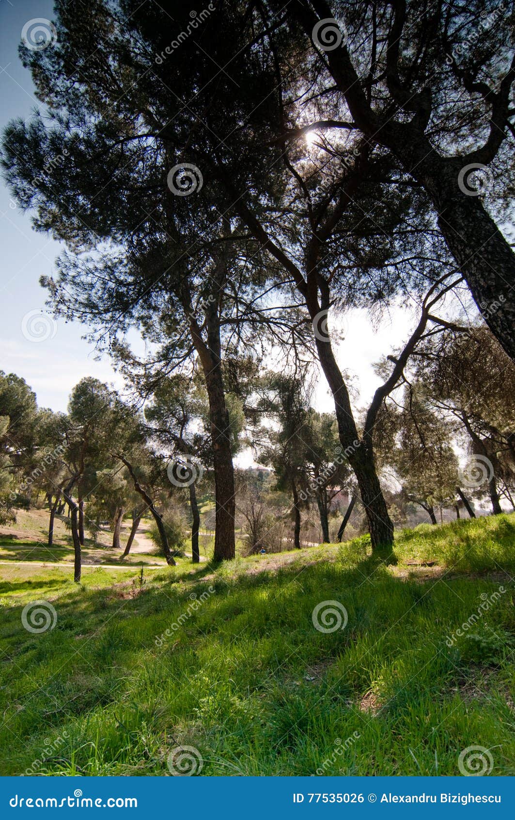 Pine trees, shadow stock photo. Image of trees, spain - 77535026