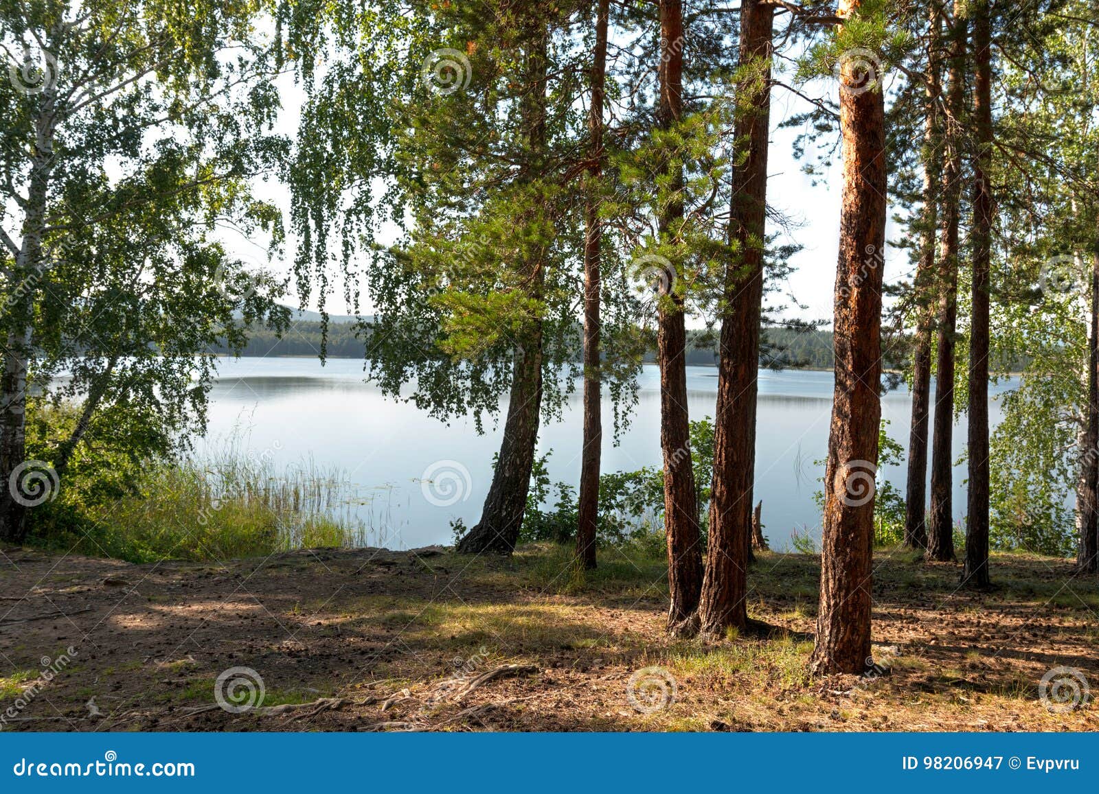 Pine Trees on the Shore of a Lake Stock Image - Image of landscape ...
