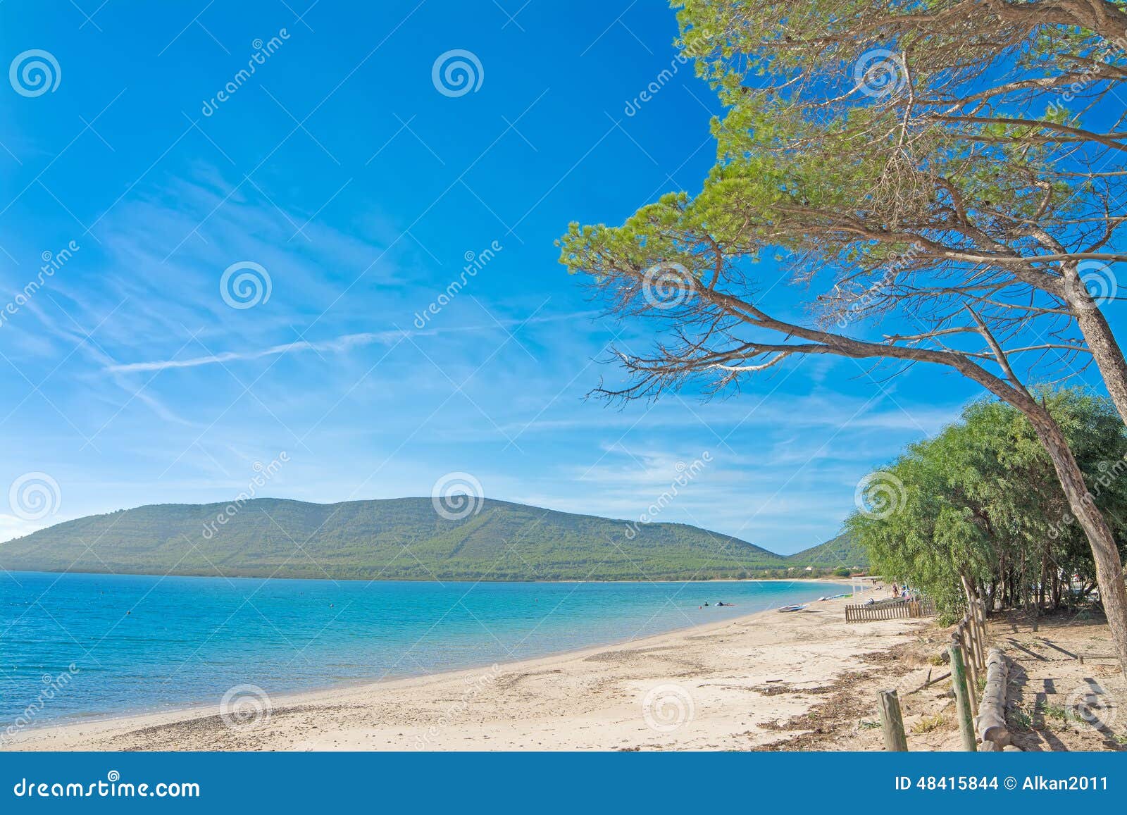 Pine trees by the shore stock photo. Image of cove, scrub - 48415844