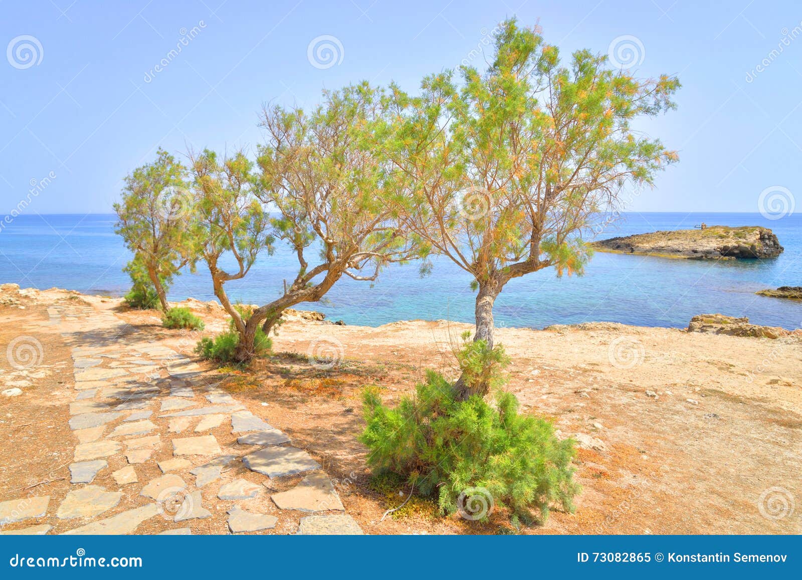 Pine Trees on the Shore of the Sea. Stock Image - Image of stone ...