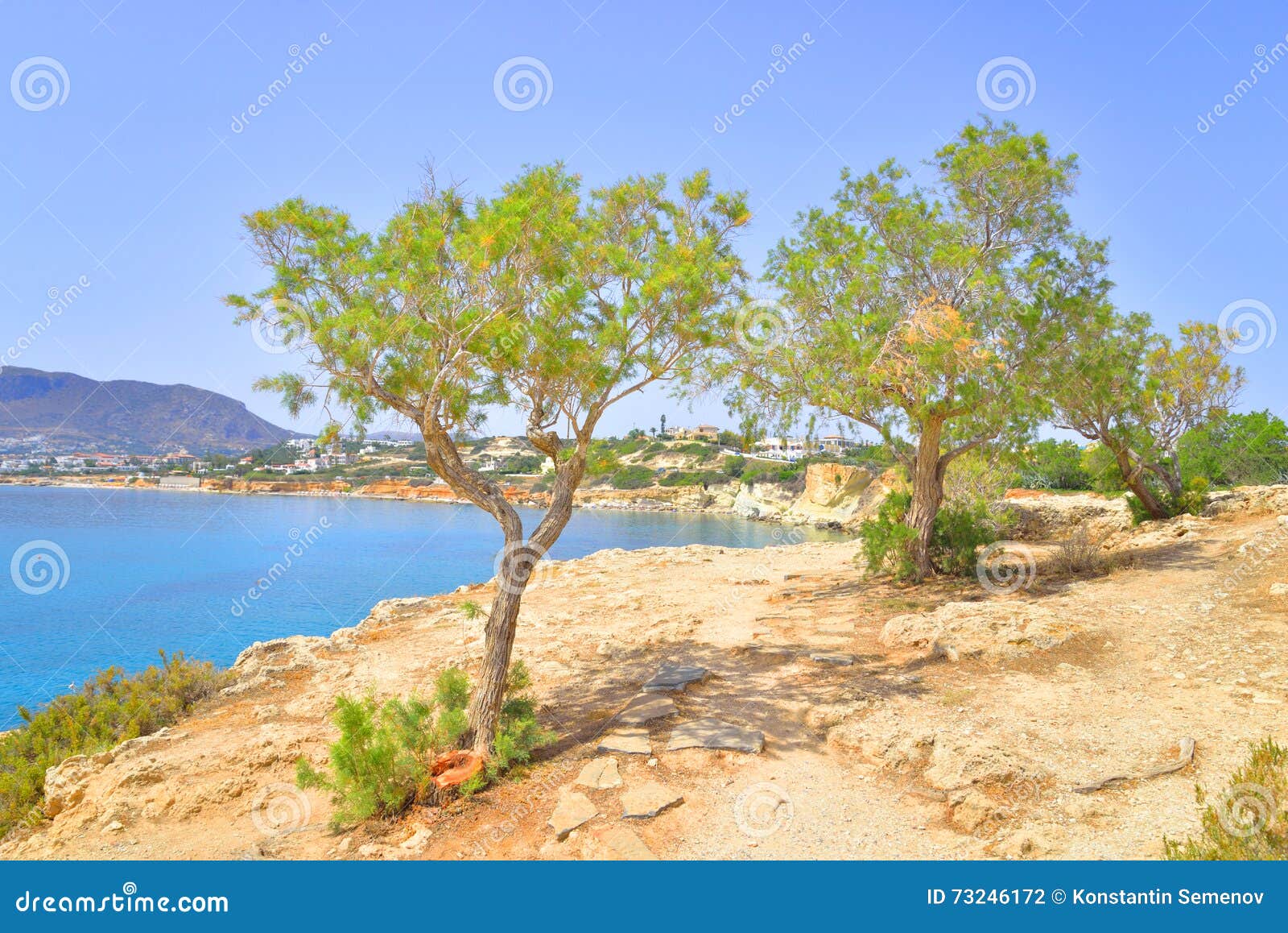 Pine Trees on the Shore of the Sea. Stock Photo - Image of colorful ...