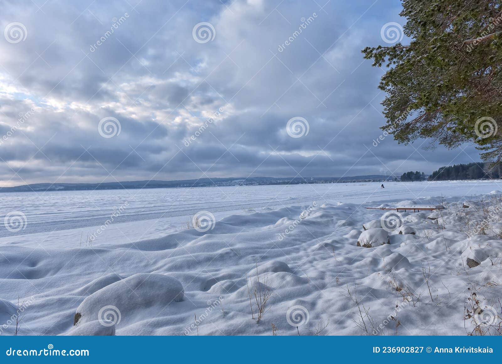 Pine Trees on the Shore of a Snowy Lake Stock Image - Image of nature ...
