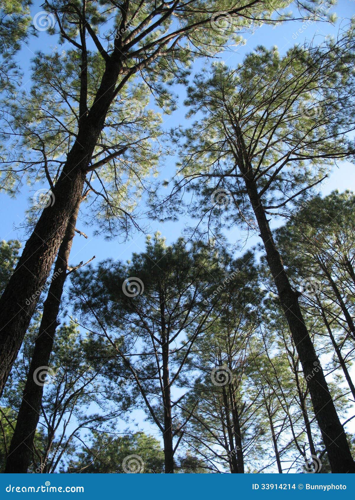 Pine trees stock photo. Image of view, forest, pine, nature - 33914214