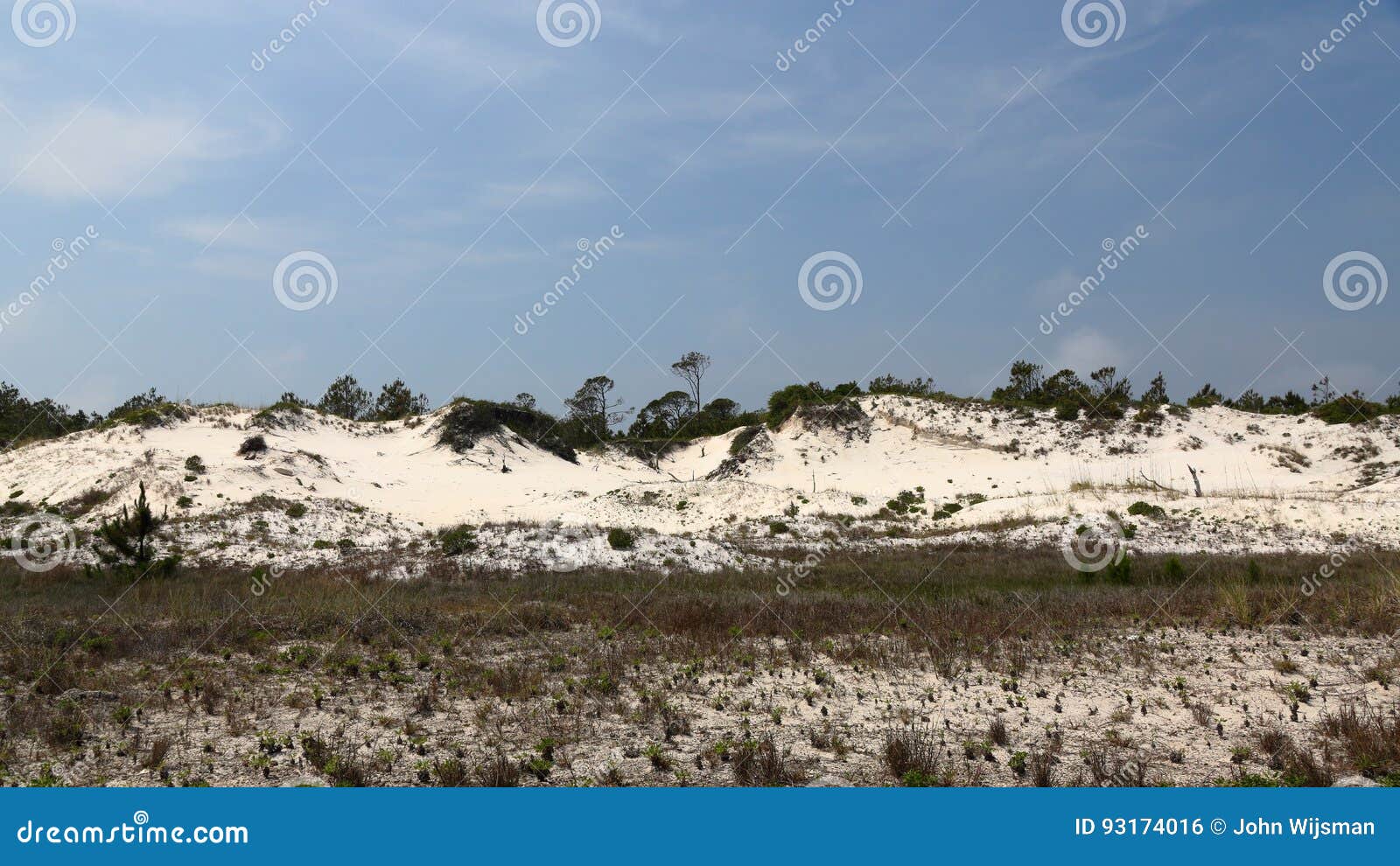 Pine Trees and Shrubs Growing on a Sand Dune in Florida Stock Photo ...