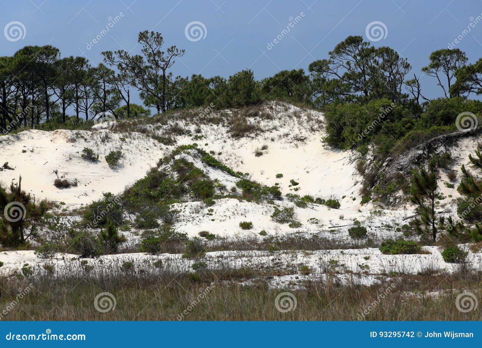 Pine Trees and Shrubs Growing on a Sand Dune in Florida Stock Photo ...