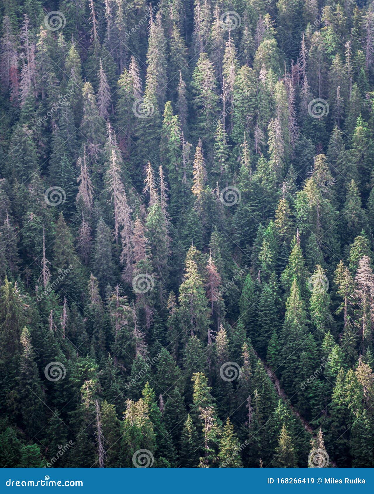 Pine Trees on the Side of a Mountain Stock Image - Image of mountain ...