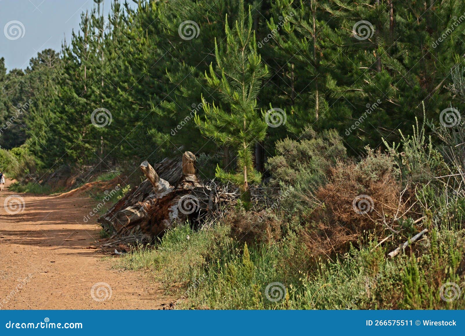 Pine Trees on the Side of the Road Stock Image - Image of scenic, road ...