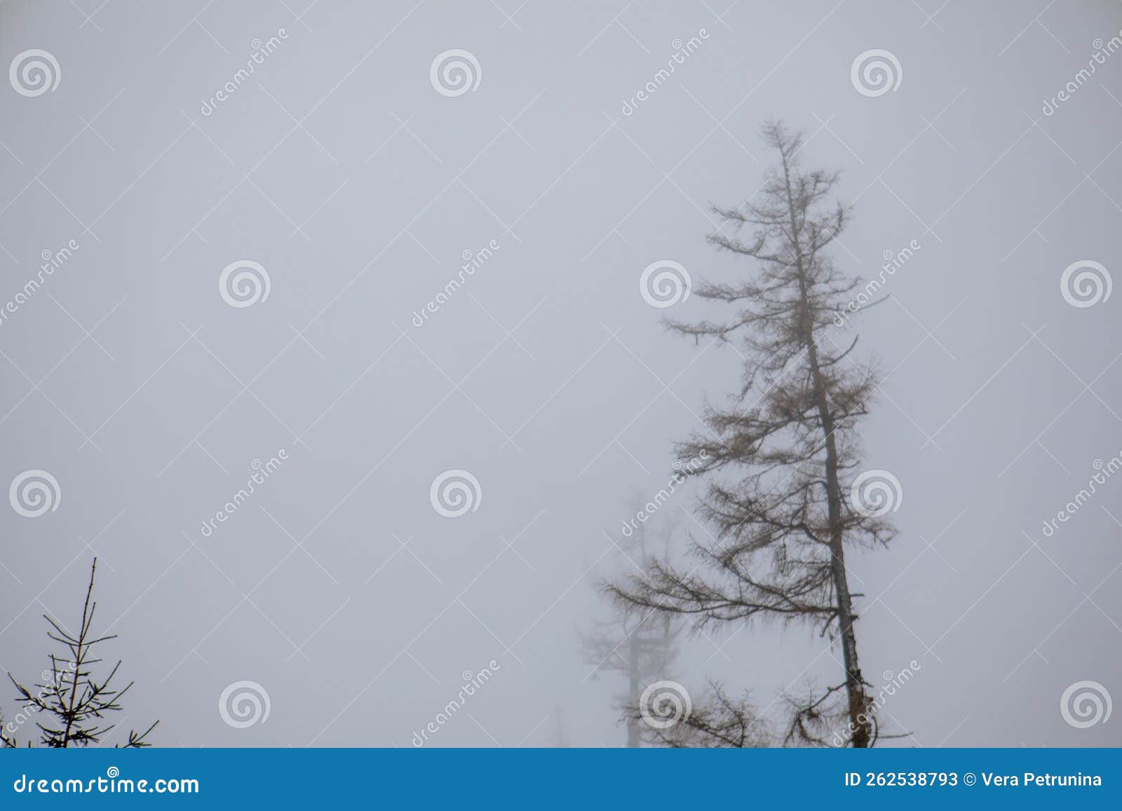 Pine Trees Silhouette in Mist Stock Image - Image of landscape, snowed ... Pine Trees Silhouette in Mist Stock Image - Image of landscape, snowed ...