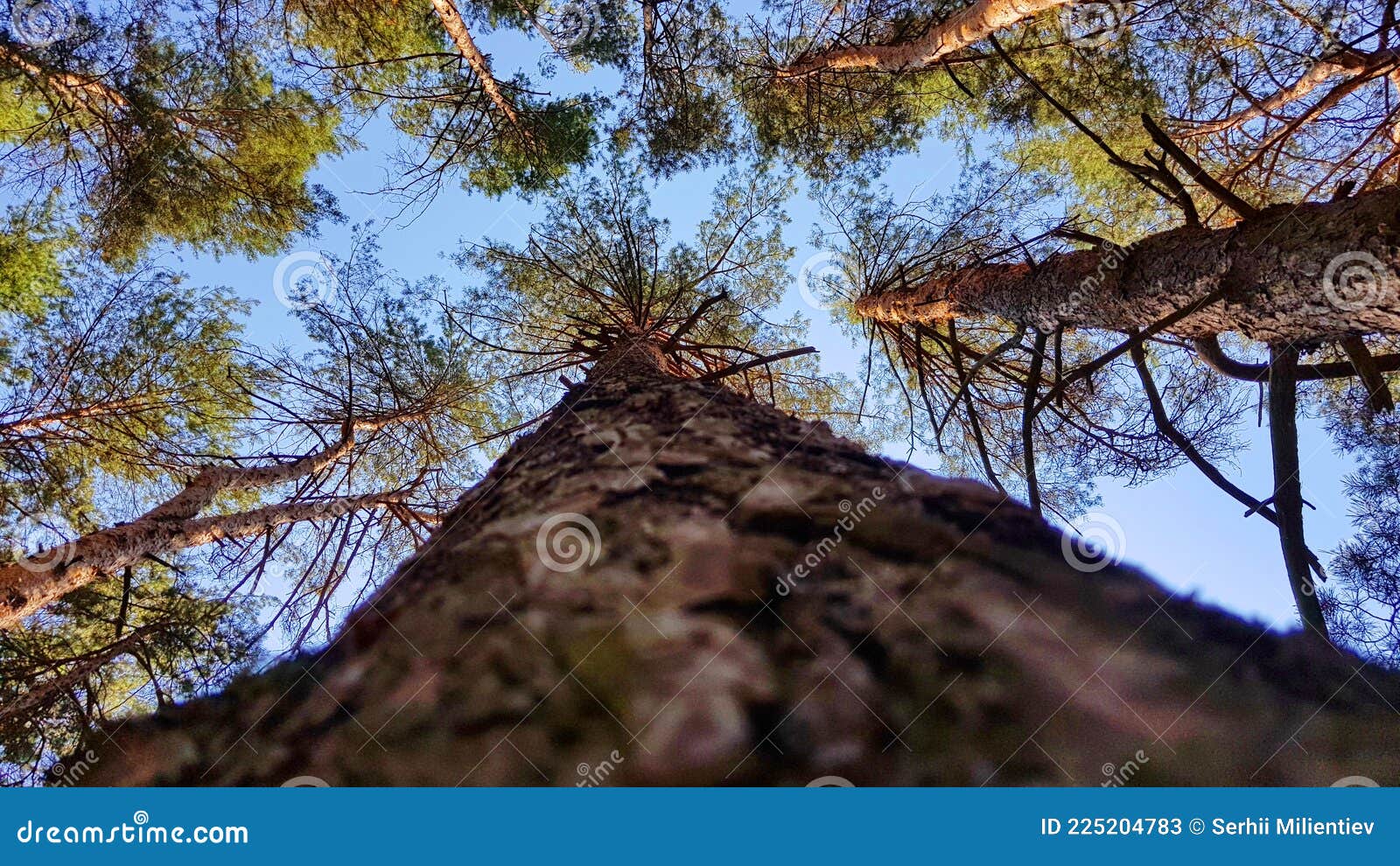 Pine Trees and the Sky stock image. Image of commercial - 225204783