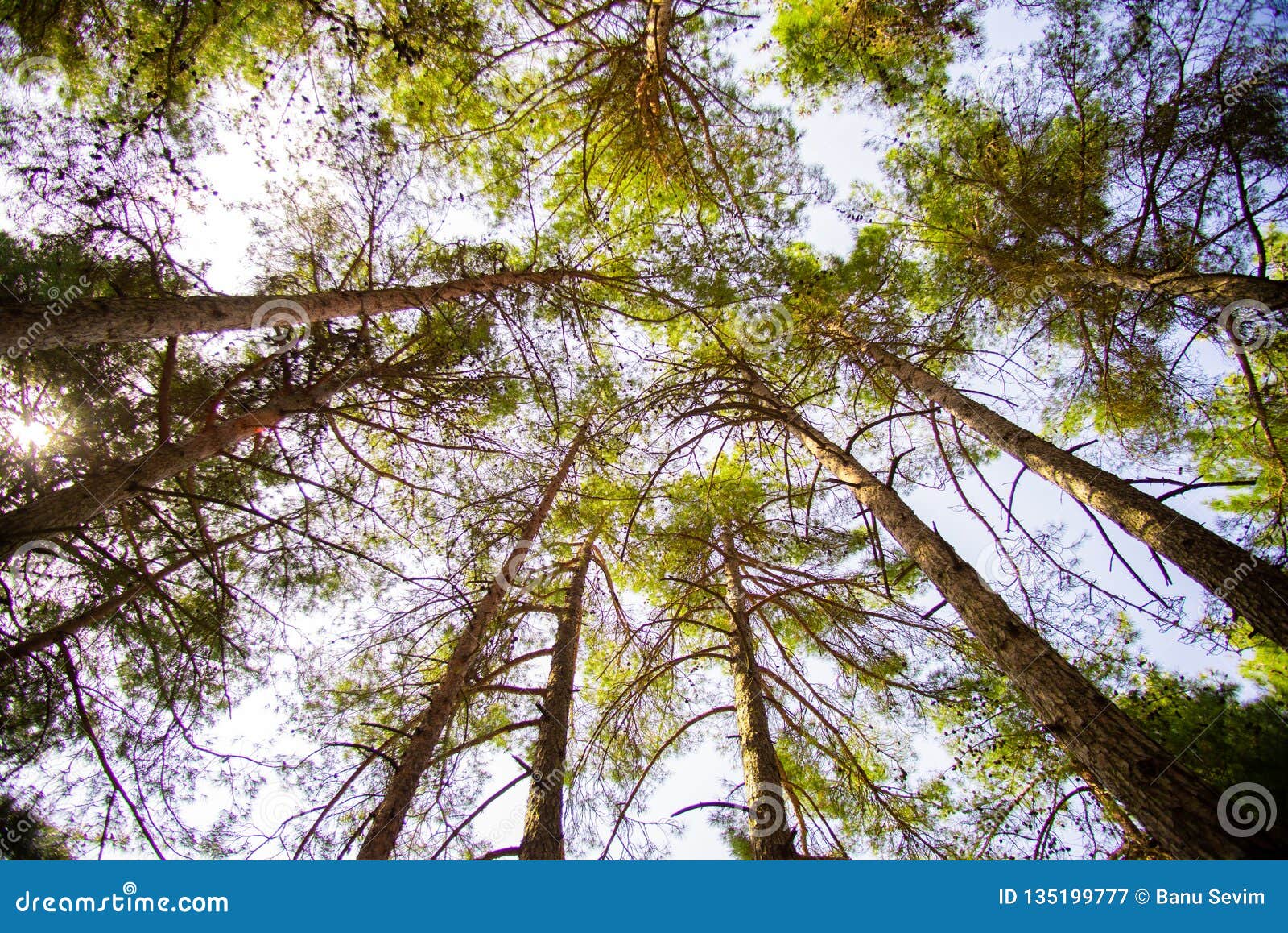 Pine trees and sky stock image. Image of green, scenic - 135199777