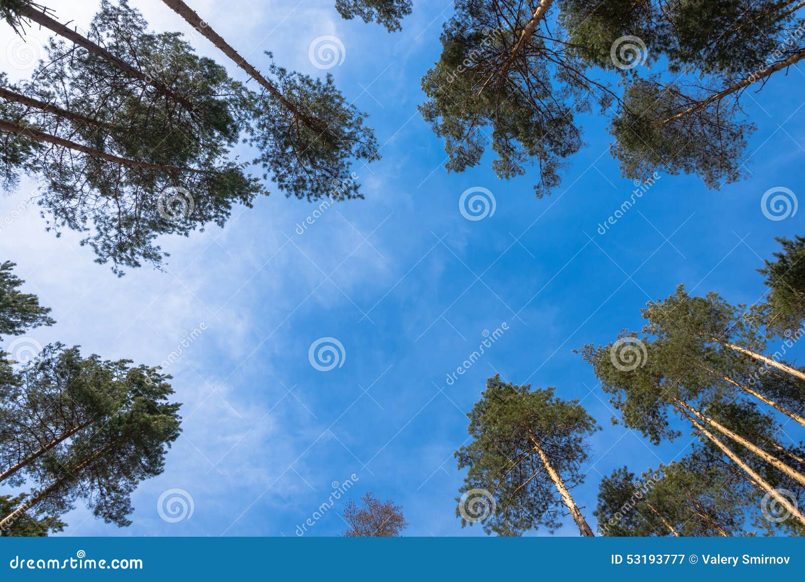 Pine trees and sky. stock image. Image of forest, russia - 53193777