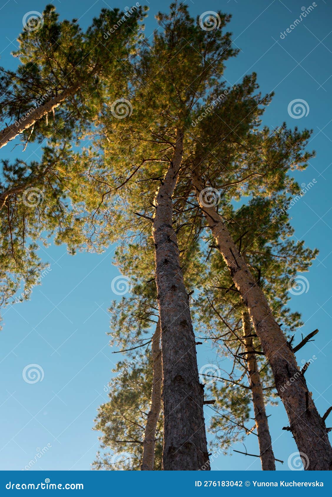 Pine trees in the sky stock photo. Image of landscape - 276183042