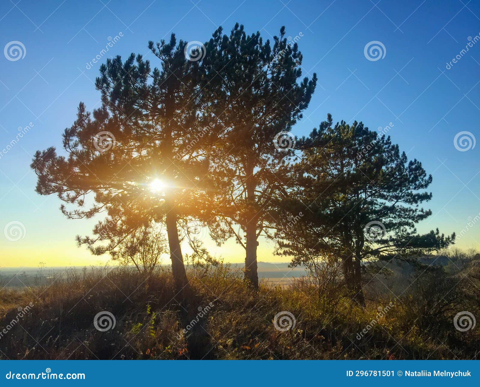 Pine Trees on Slope Hill and Beautiful Sunset, the Sun S Rays Pass ...