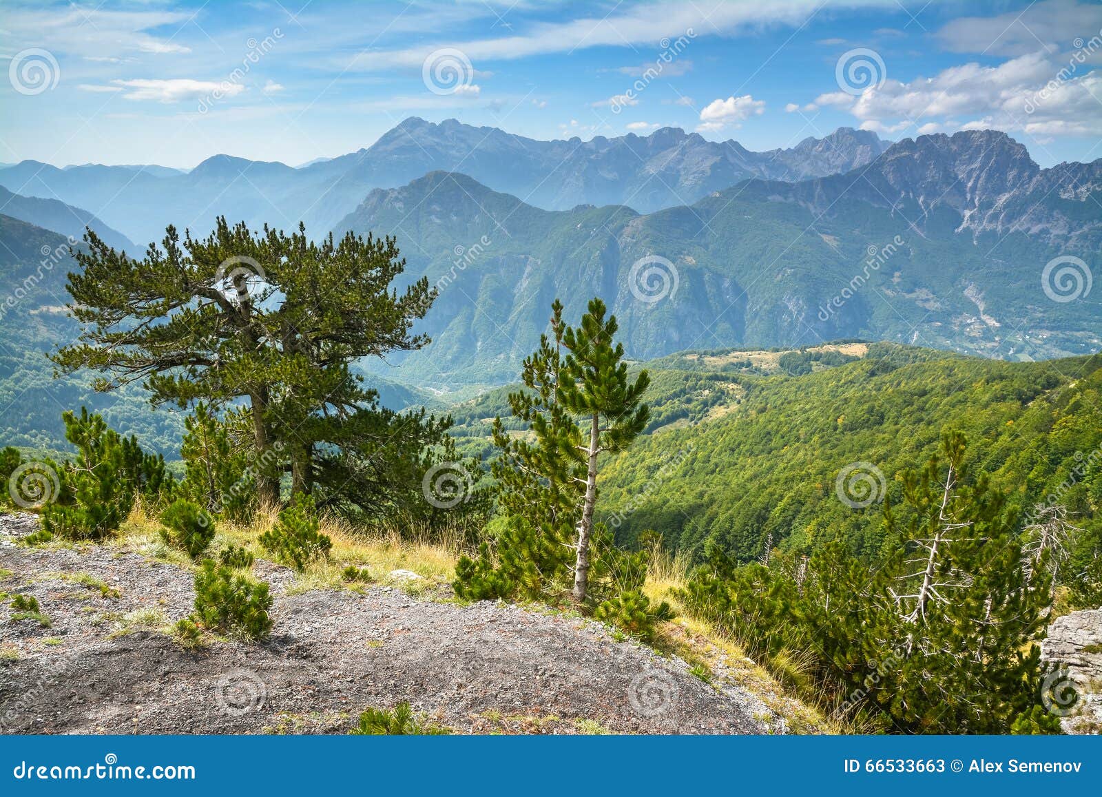 Pine Trees on the Slope, Mountains in the Background Stock Image ...