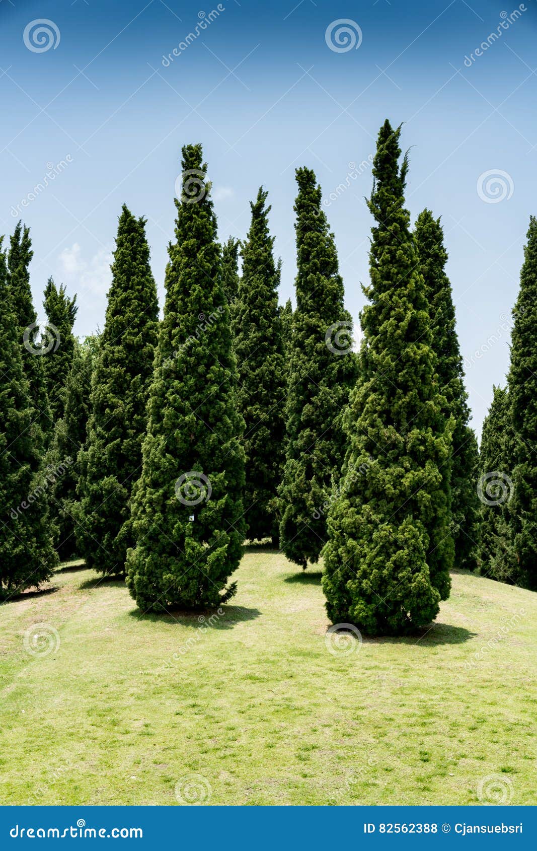Pine trees on small hill stock photo. Image of branch - 82562388