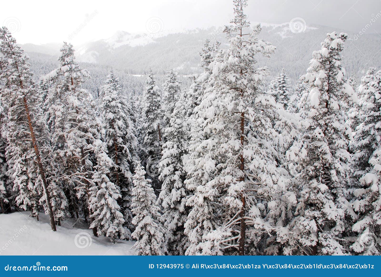 Pine trees in snow stock image. Image of mountain, bright - 12943975