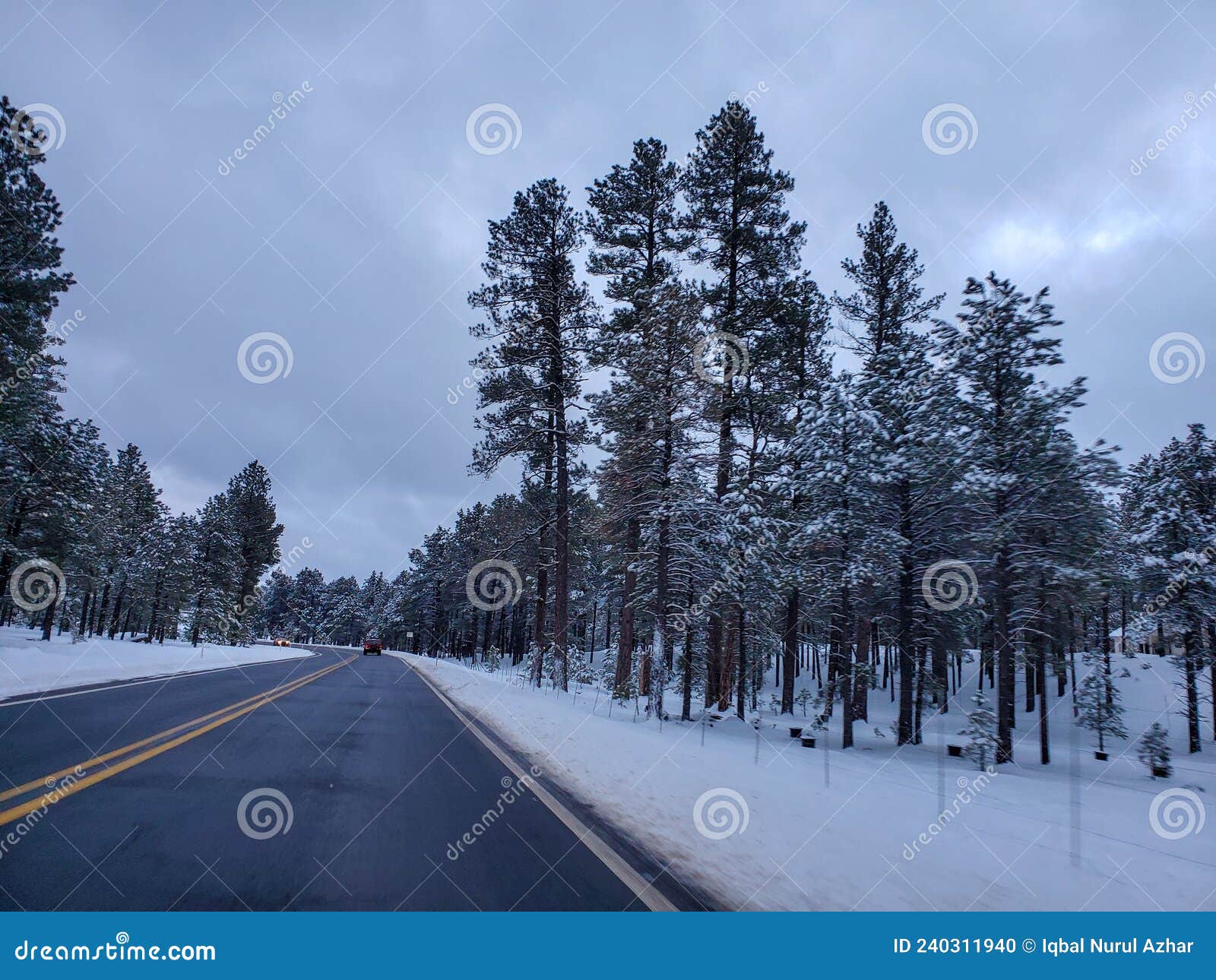 Pine Trees after Snow stock photo. Image of road, plant - 240311940