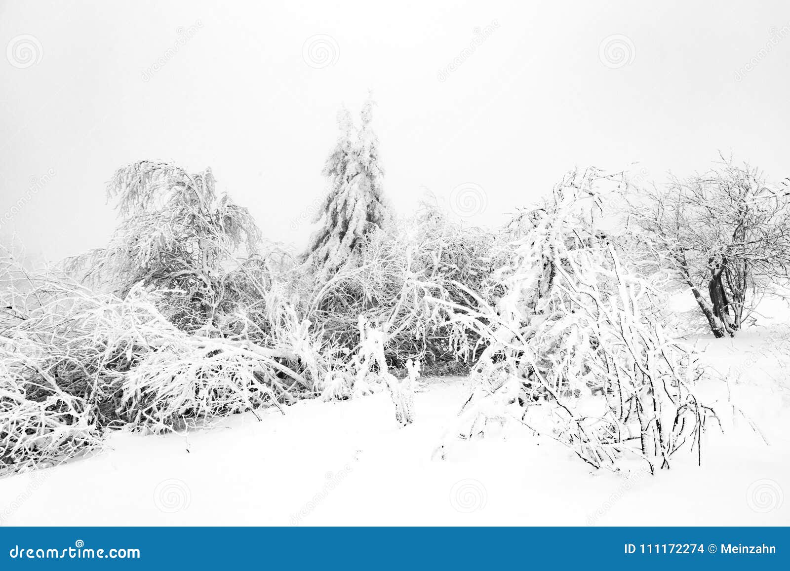 Pine Trees in the Snow in Front of a Blizzard Stock Photo - Image of ...