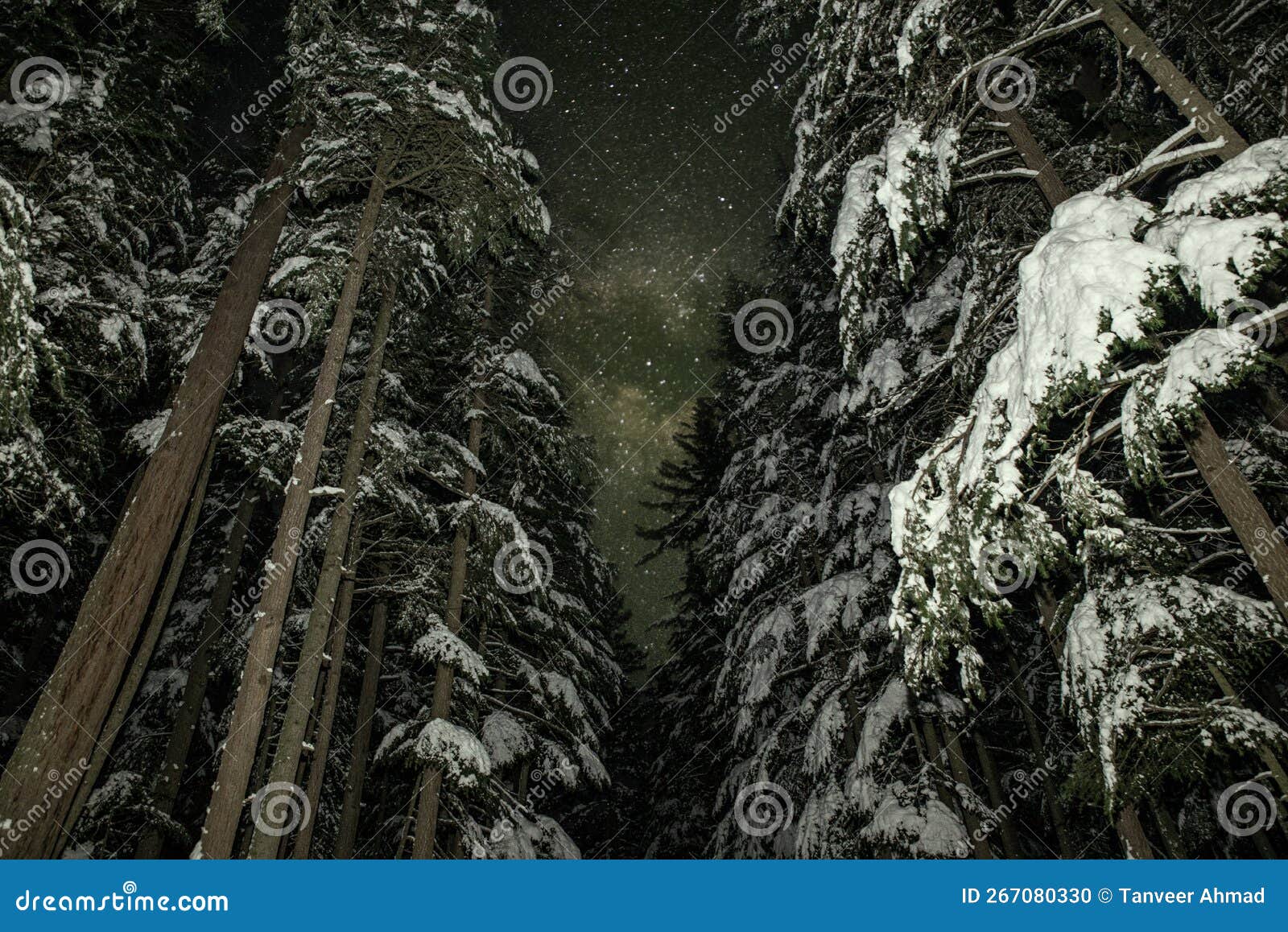 Pine Trees with Snow Loaded Branches in Dark Night Sky Stock Photo ...