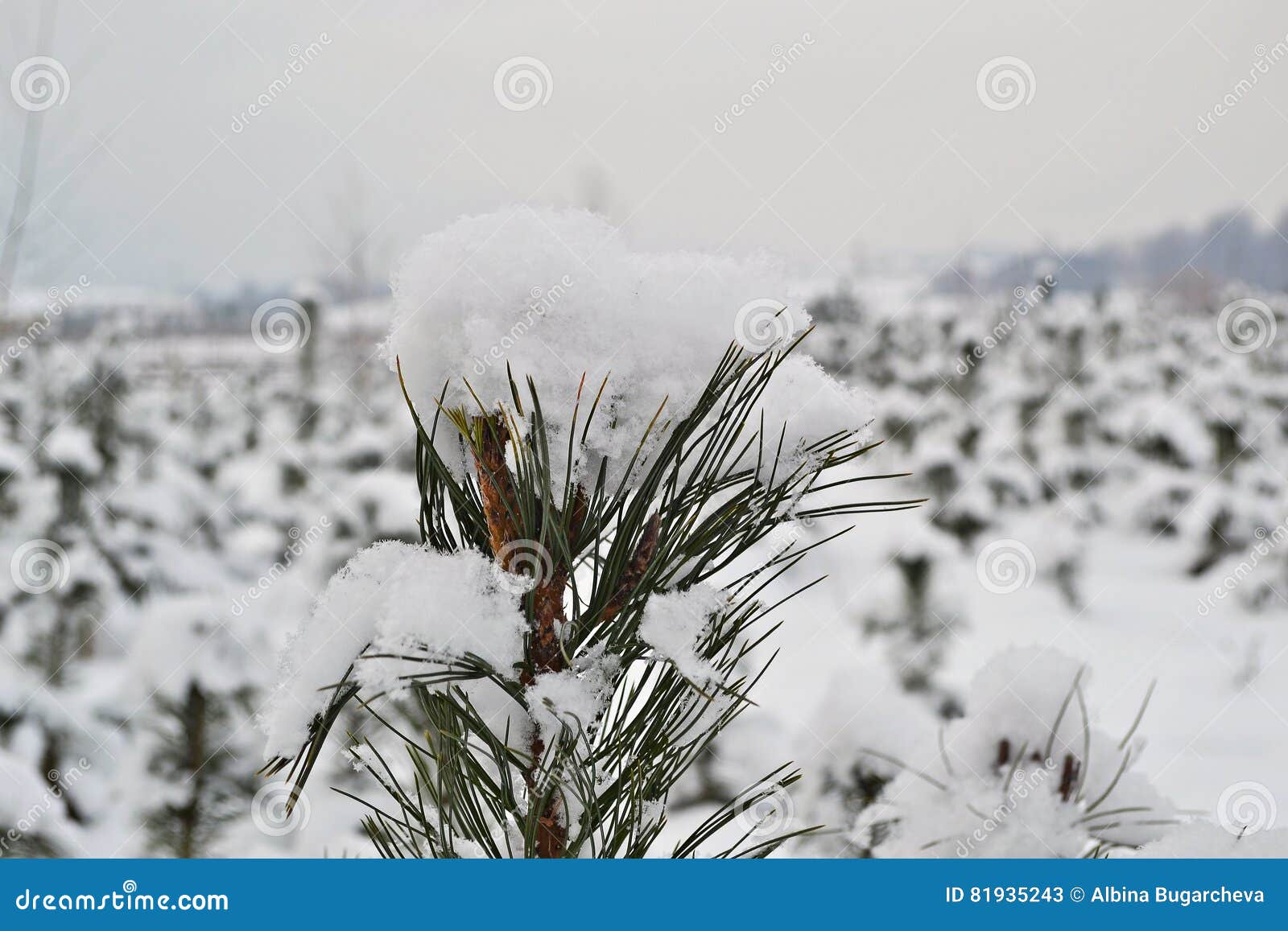 Pine trees in snow stock image. Image of season, trees - 81935243