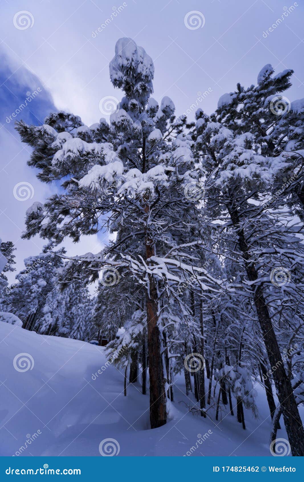 Pine Trees after Snow Storm Stock Photo - Image of nature, christmas ...