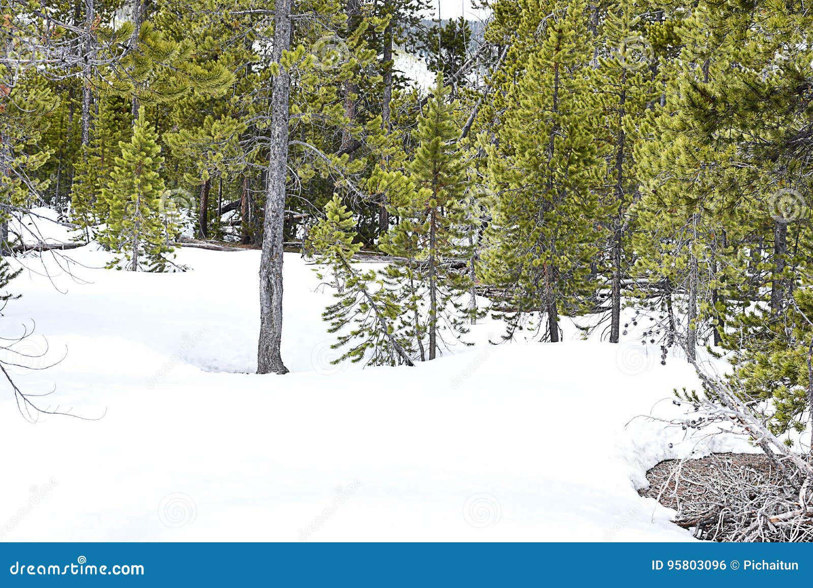 Pine trees on snow stock photo. Image of conifer, pine - 95803096