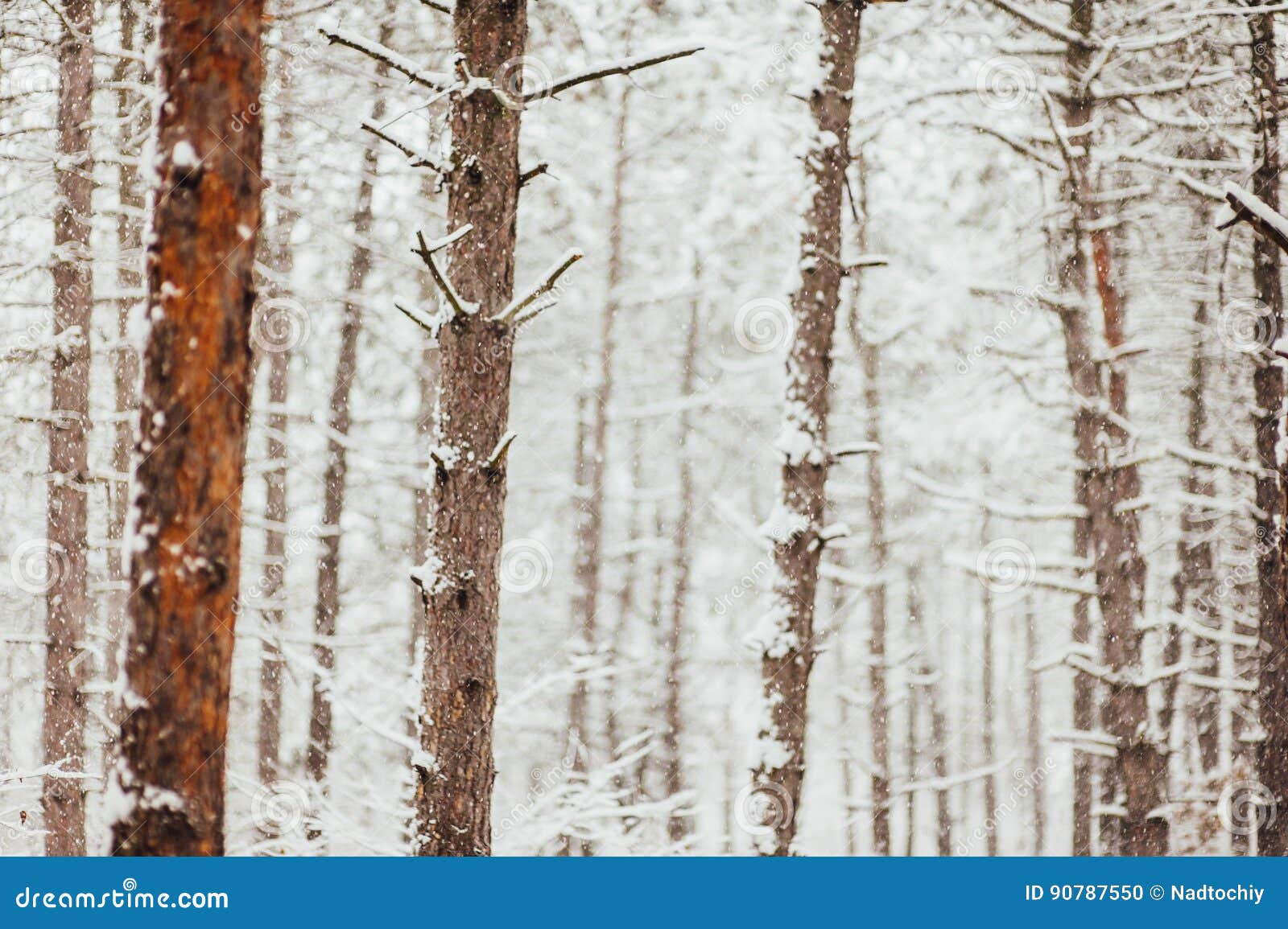 Pine trees in the snow stock photo. Image of season, outdoor - 90787550