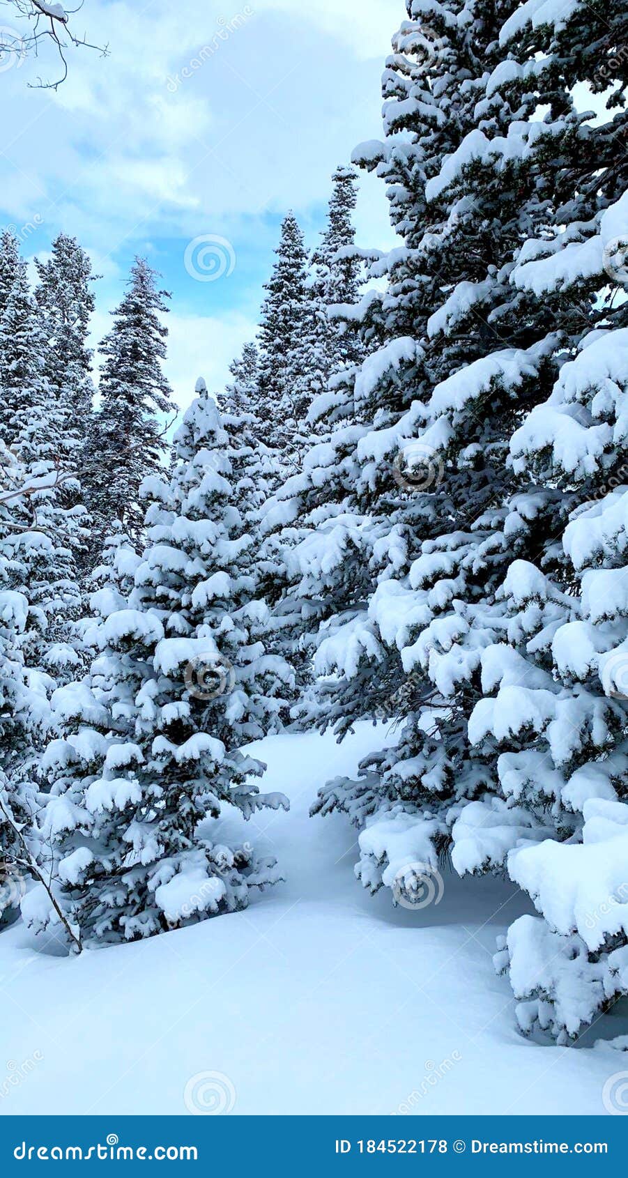 Pine trees with snow stock photo. Image of white, winter - 184522178