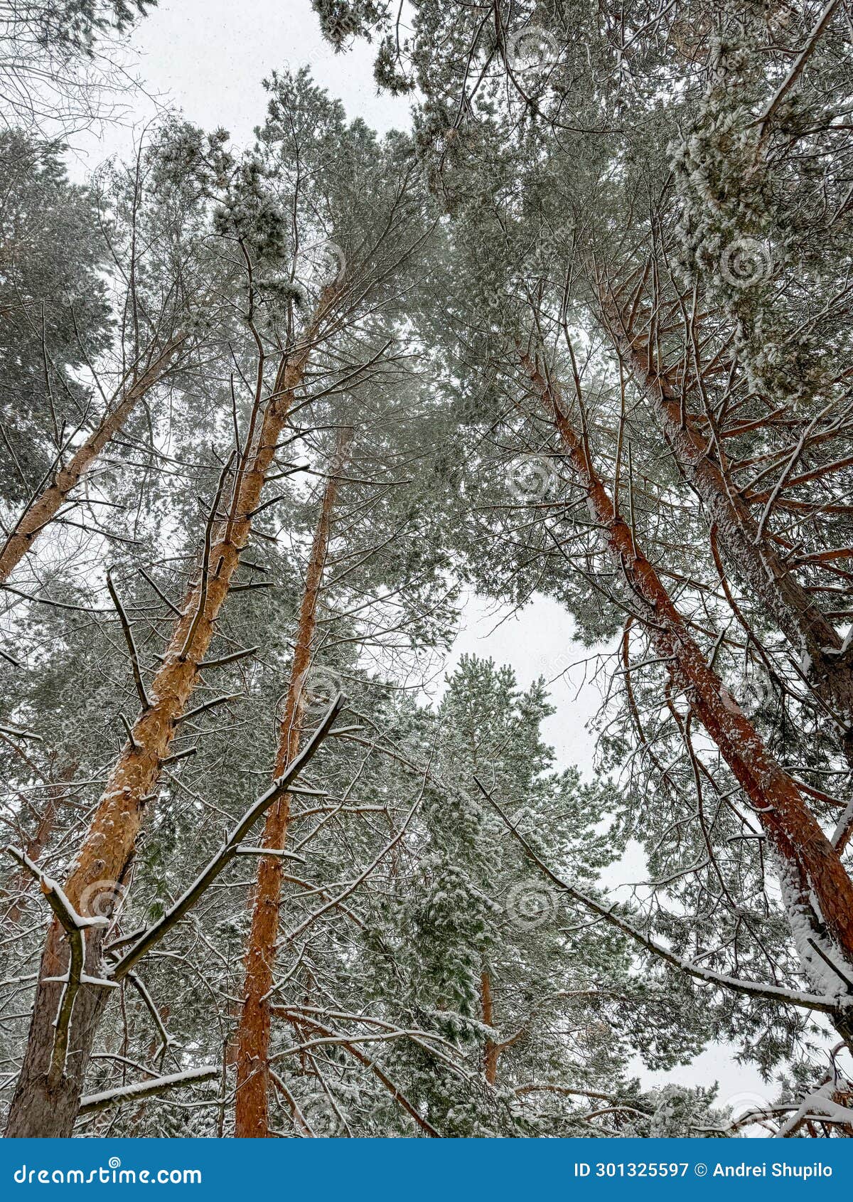 Pine Trees in the Snow in Winter Stock Image - Image of drone, covered ...