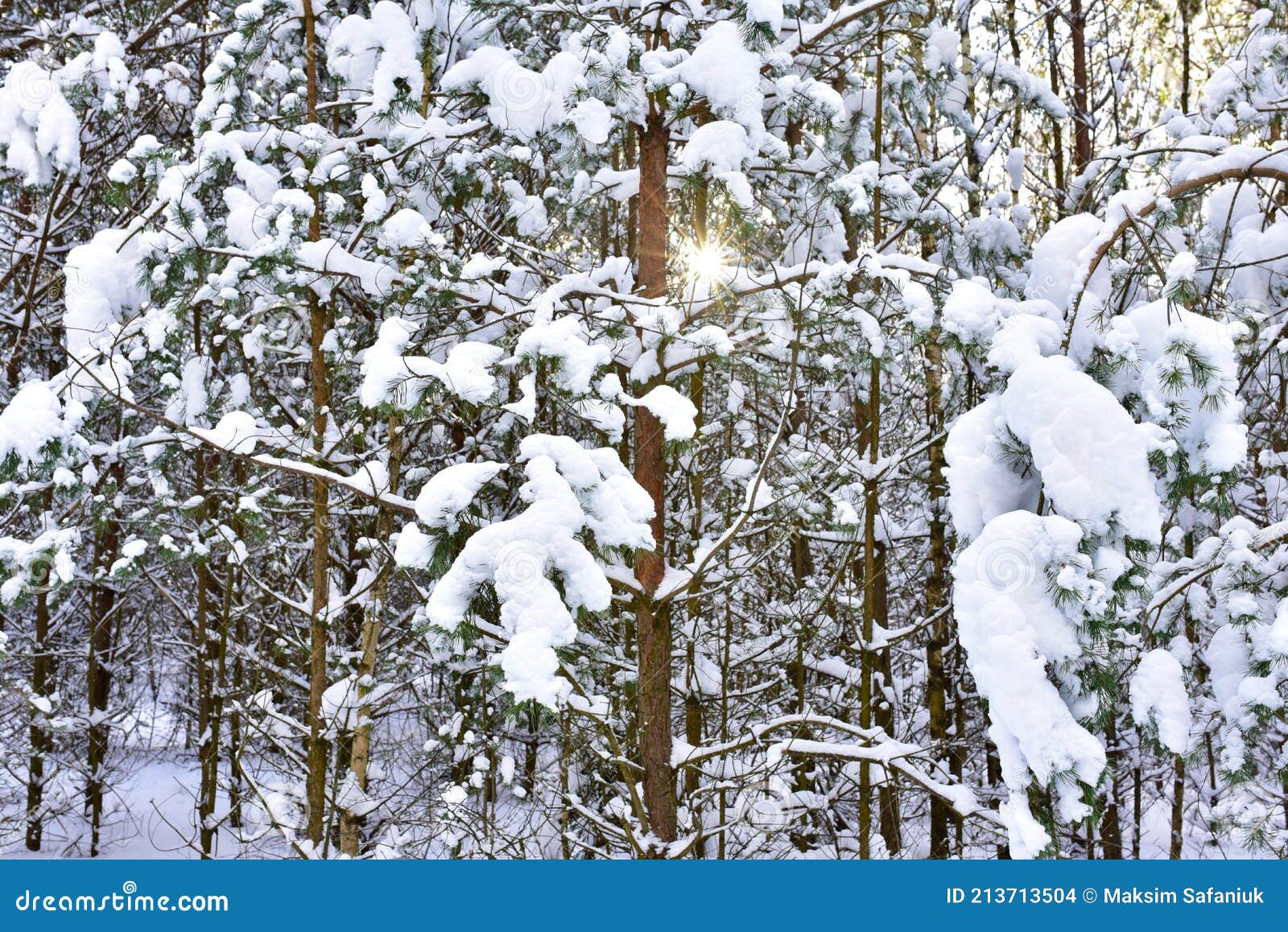 Pine Trees in the Snow in Winter. Pine Forest Covered with Snow after ...