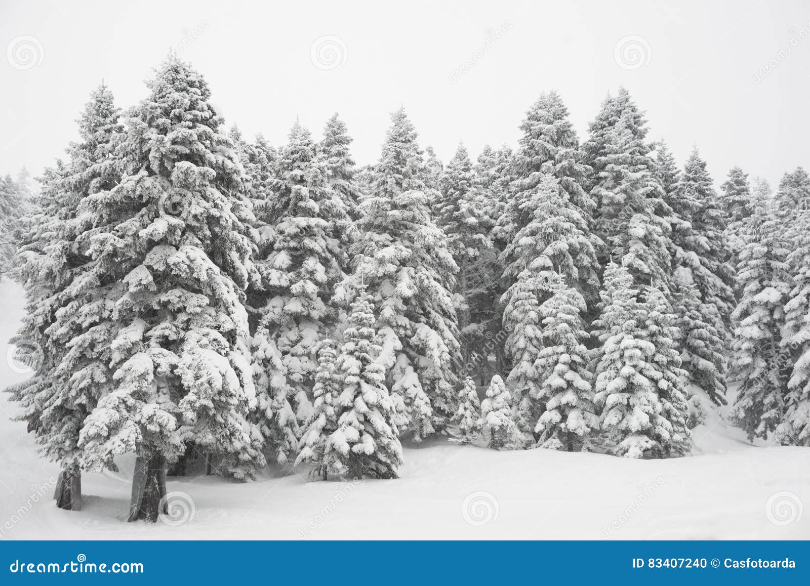 Pine trees and snow stock photo. Image of christmas, nature - 83407240