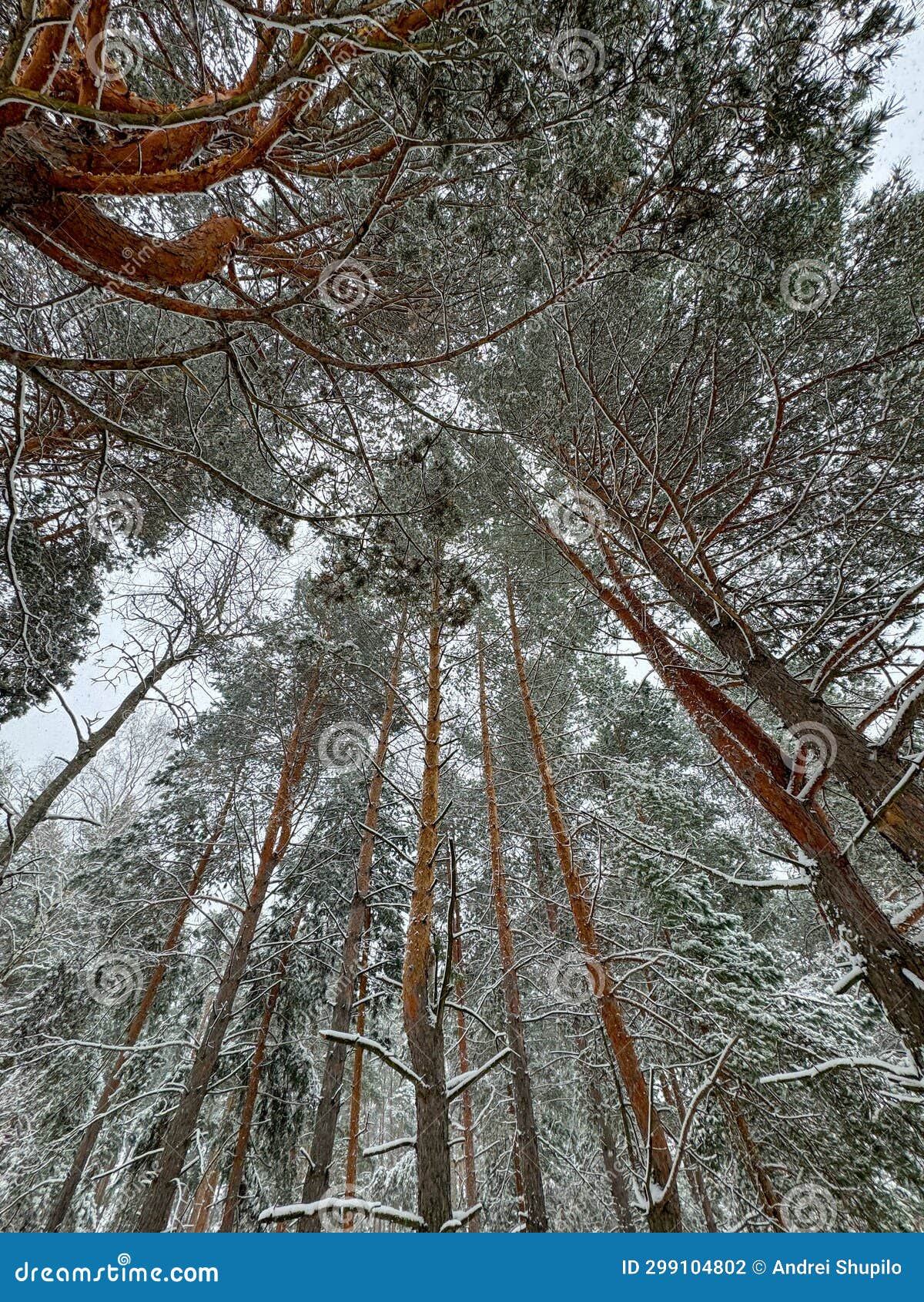 Pine Trees in the Snow in Winter Stock Photo - Image of frosty, pine ...