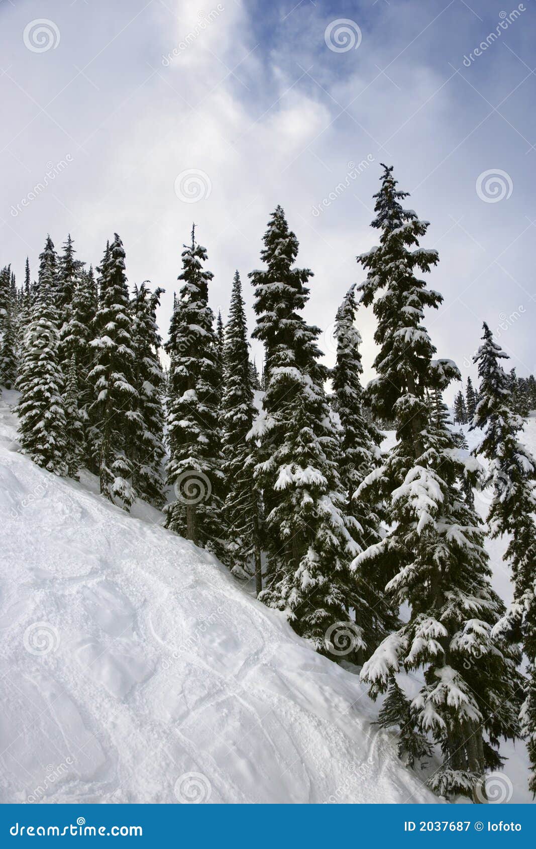 Pine Trees on Snowy Mountain Side. Stock Image - Image of copy, space ...