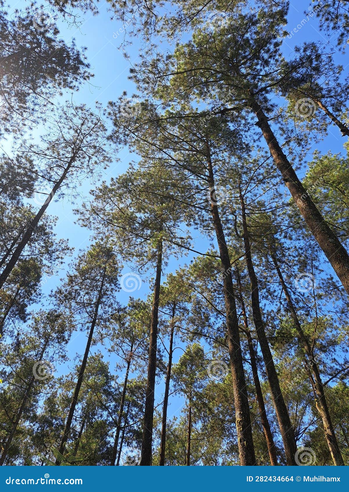 Pine Trees Soaring High Above Stock Photo - Image of woodland, flower ...