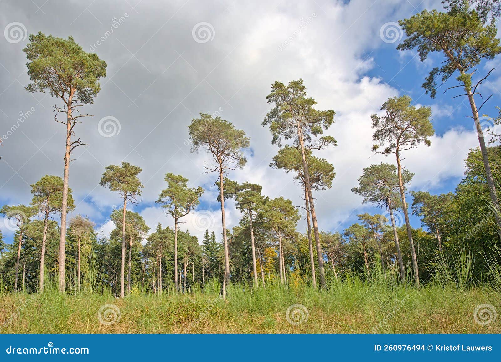 Pine Trees in Sonian Forest, Brussels Stock Photo - Image of brussels ...