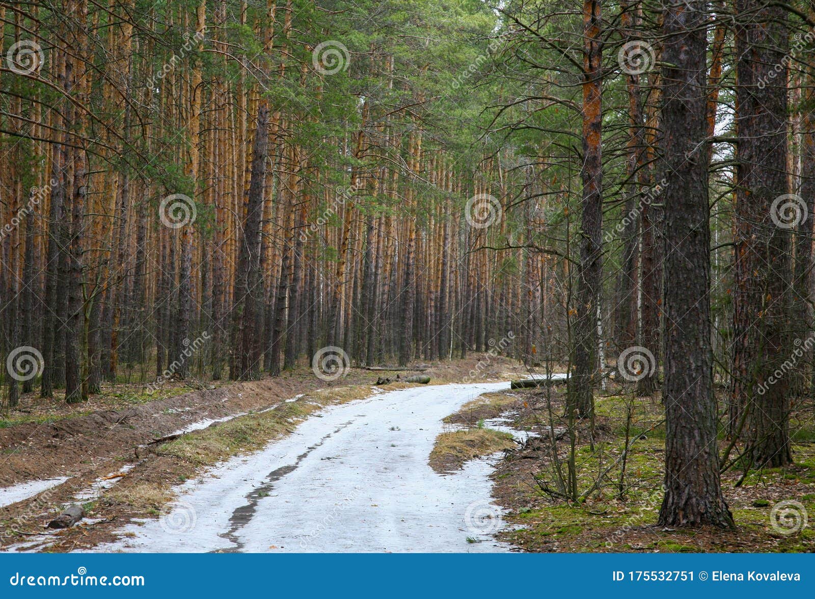Pine Trees in Spring Forest with Last Snow Stock Image - Image of area ...