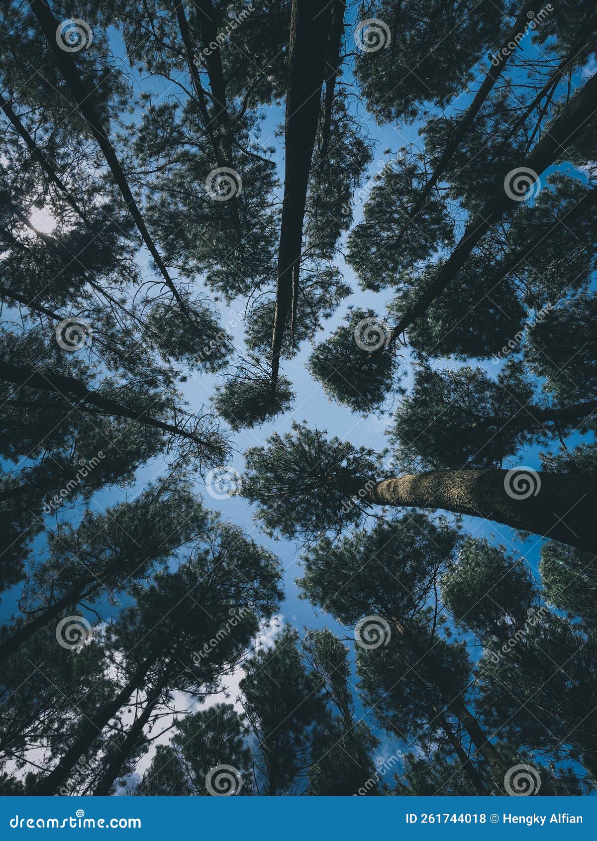 Pine trees stock photo. Image of pretty, tall, beautiful - 261744018