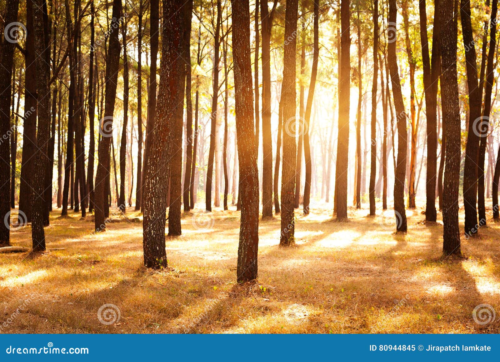 Pine trees stand tall stock image. Image of leaf, dark - 80944845