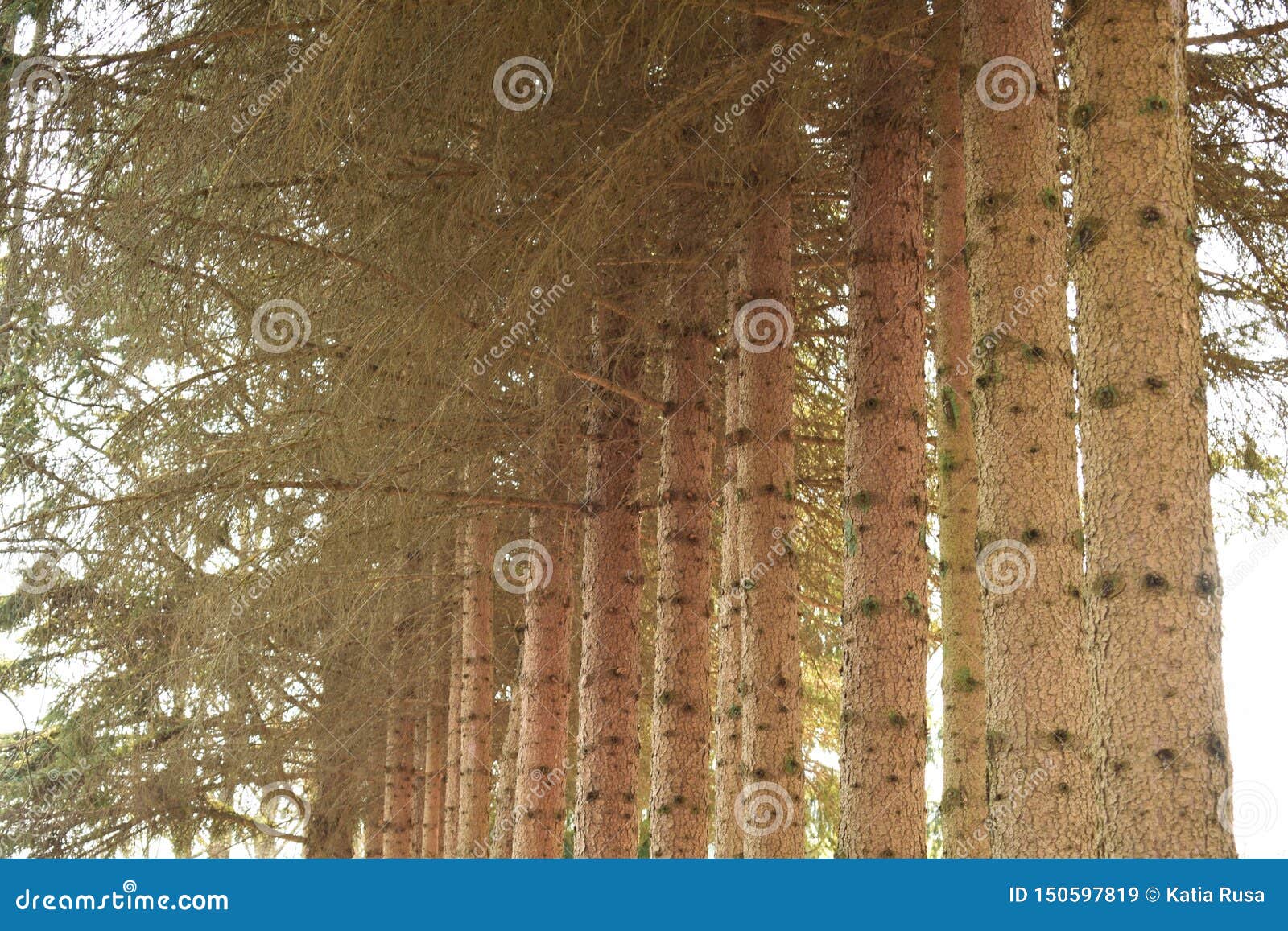 Pine Trees Standing in a Line Stock Image - Image of wooden, material ...