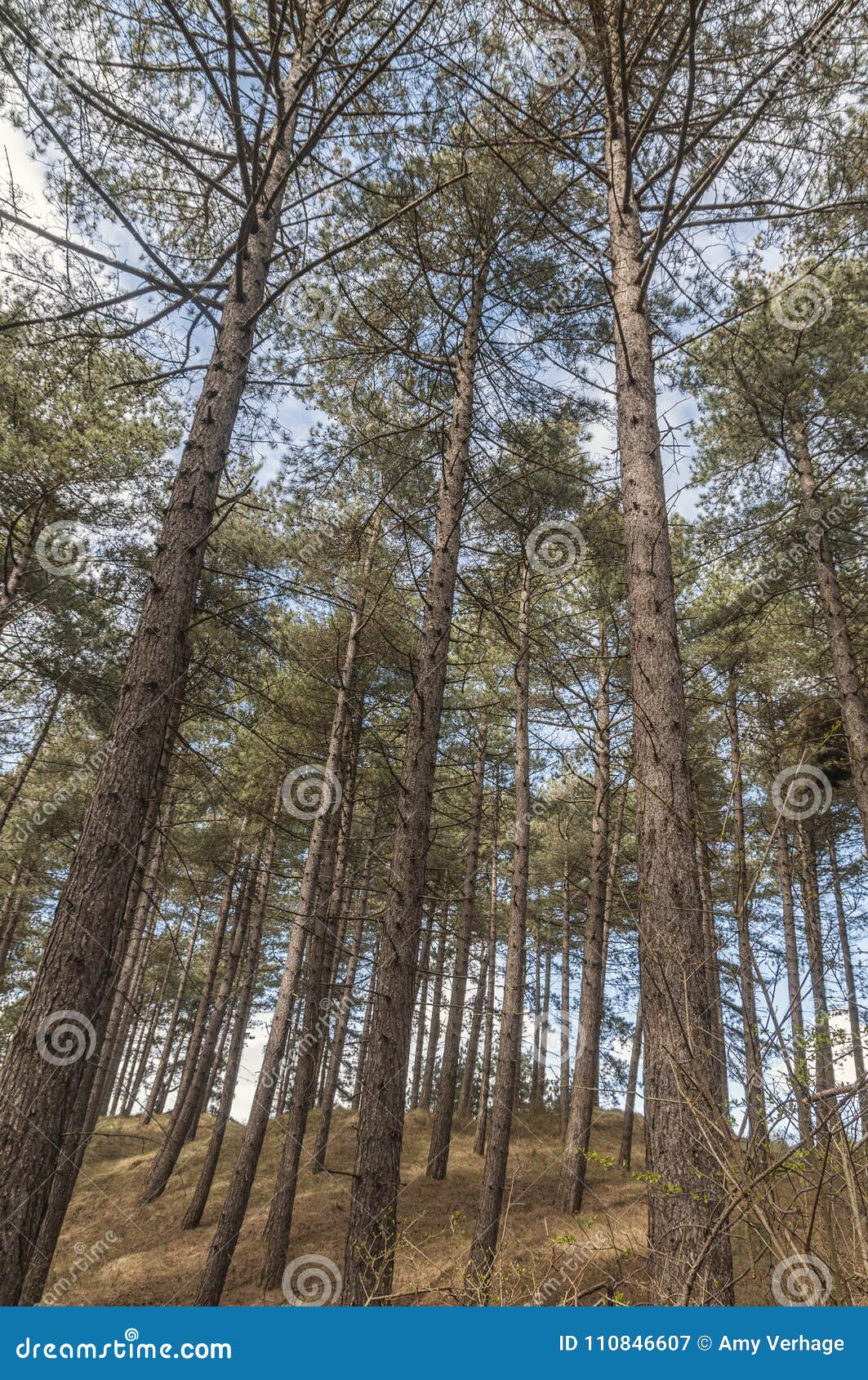 Pine Trees Standing Together in a Forest Stock Image - Image of ...