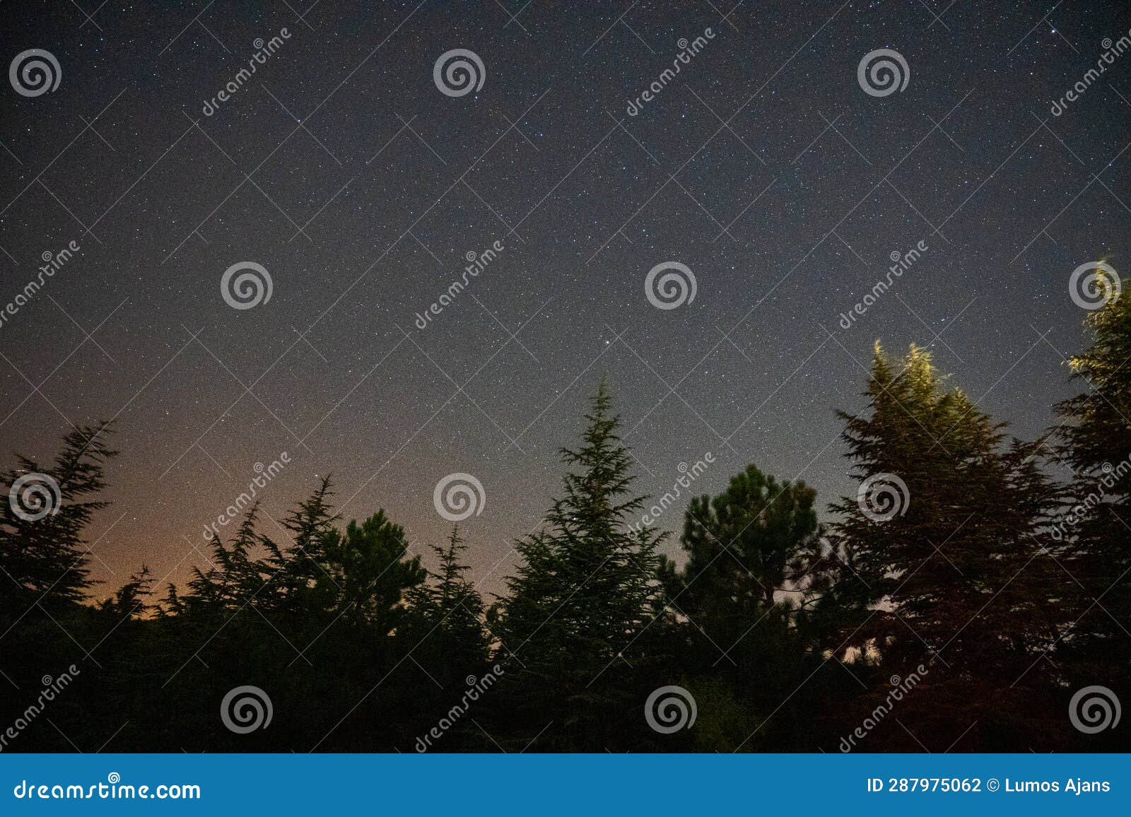 Pine Trees in the Starry Night Stock Photo - Image of nebula ...