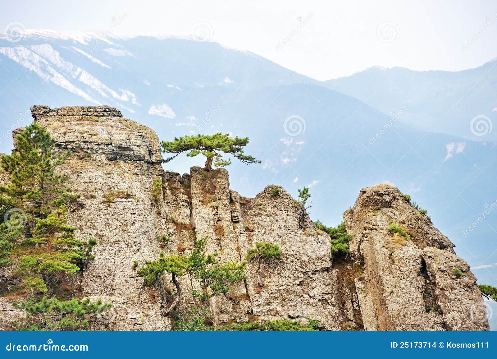 Pine Trees on the Steep Cliffs Stock Photo - Image of extreme, bare ...