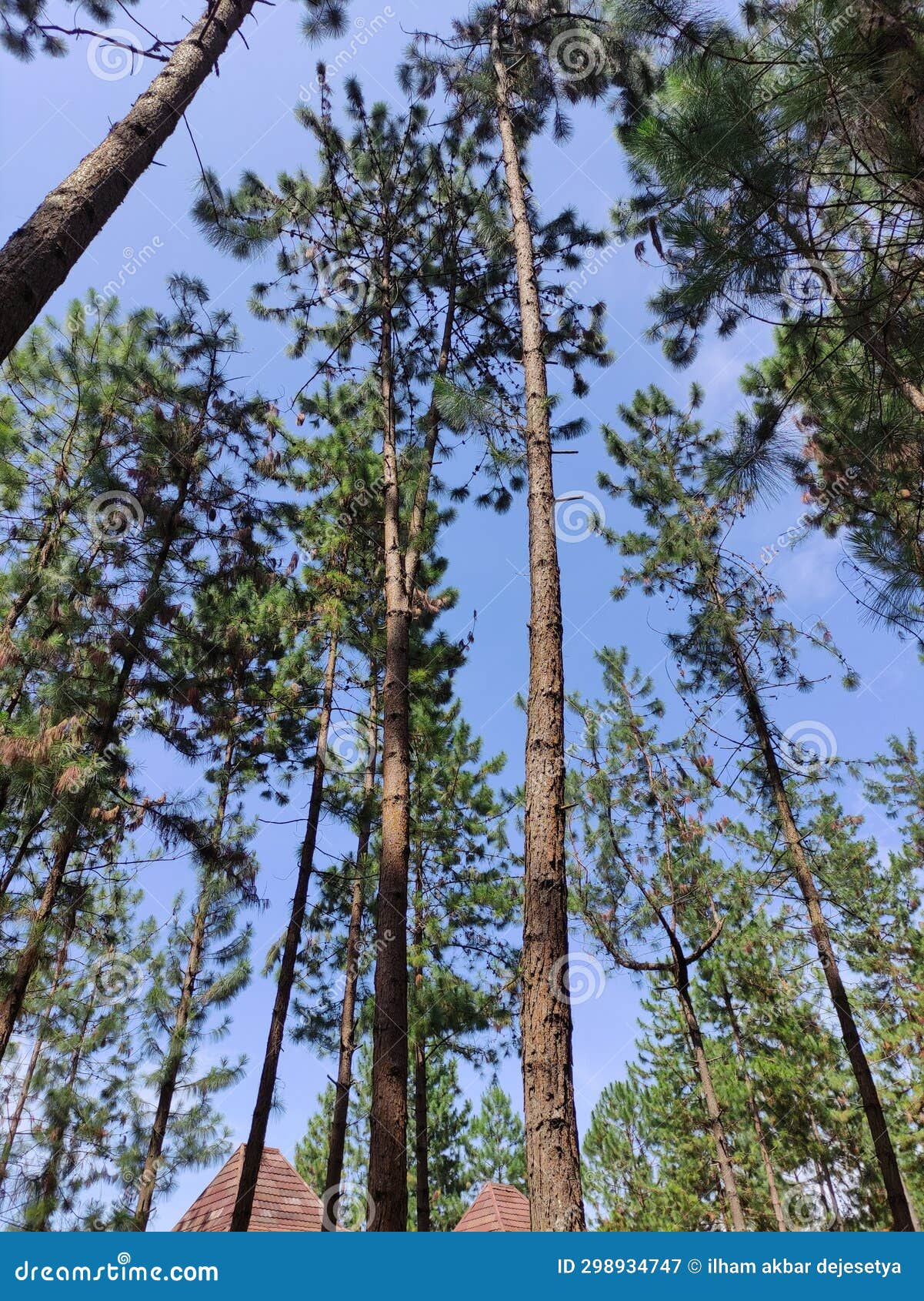 Pine Trees that Stretch among the Beauty of the Sky Stock Image - Image ...