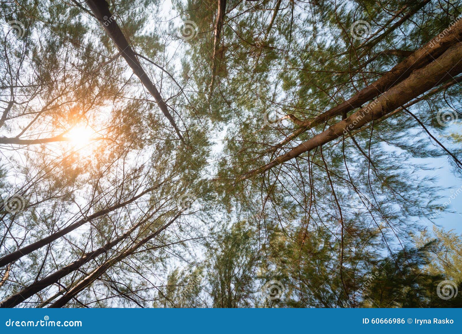 Pine Trees Stretching Upwards Toward the Sky Stock Photo - Image of ...