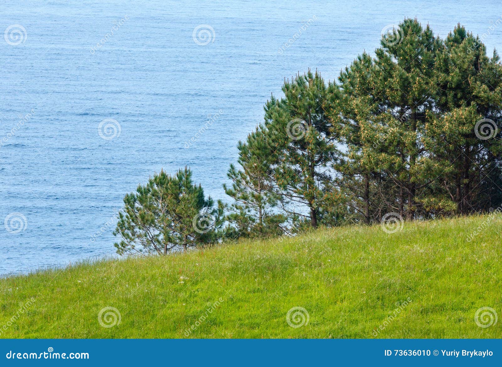 Pine Trees on Summer Coast. Stock Photo - Image of water, scenic: 73636010
