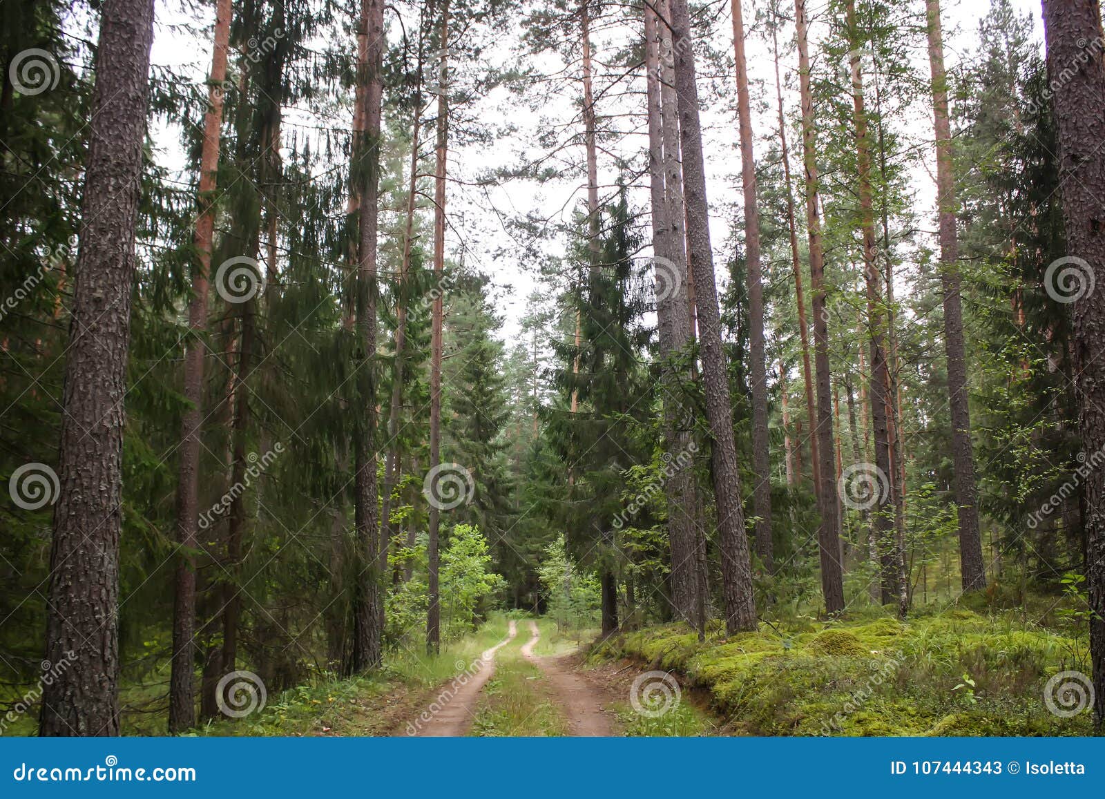 Pine Trees in a Summer Forest. Stock Image - Image of beauty, mushrooms ...